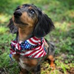 13 Reasons Dachshunds Are The Best Dogs - Dachshund Bonus