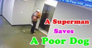 A Superman Saves Dog After Leash Gets Caught In The Elevator